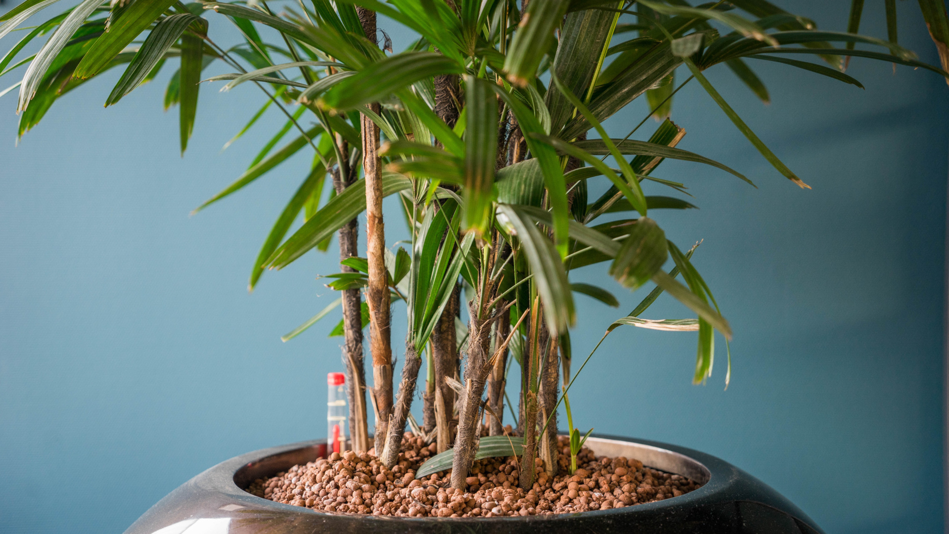 Hydrocultuur planten